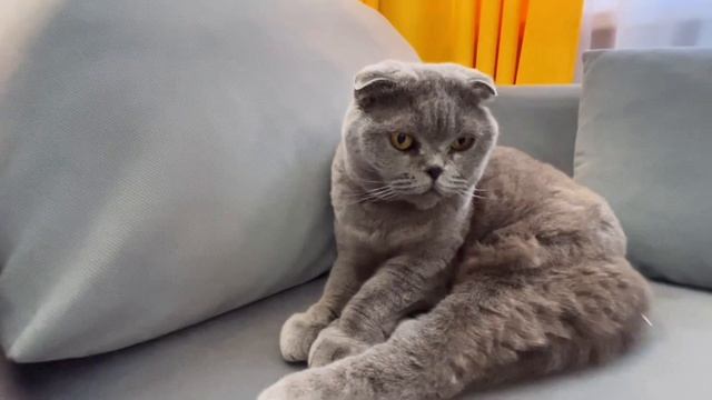 Я СЛЫШУ СВОИХ ЖИВОТНЫХ??