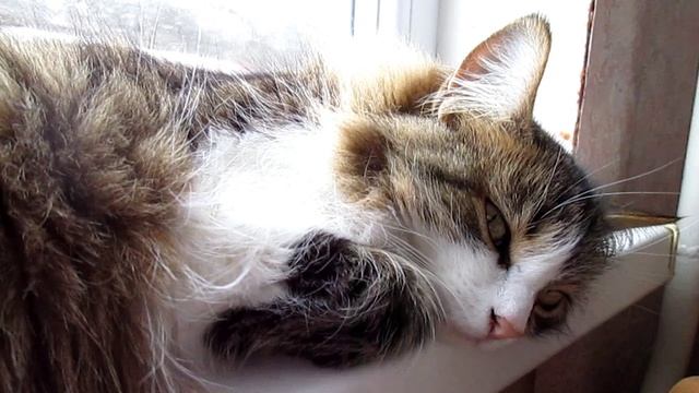 Сонное царство.mp4