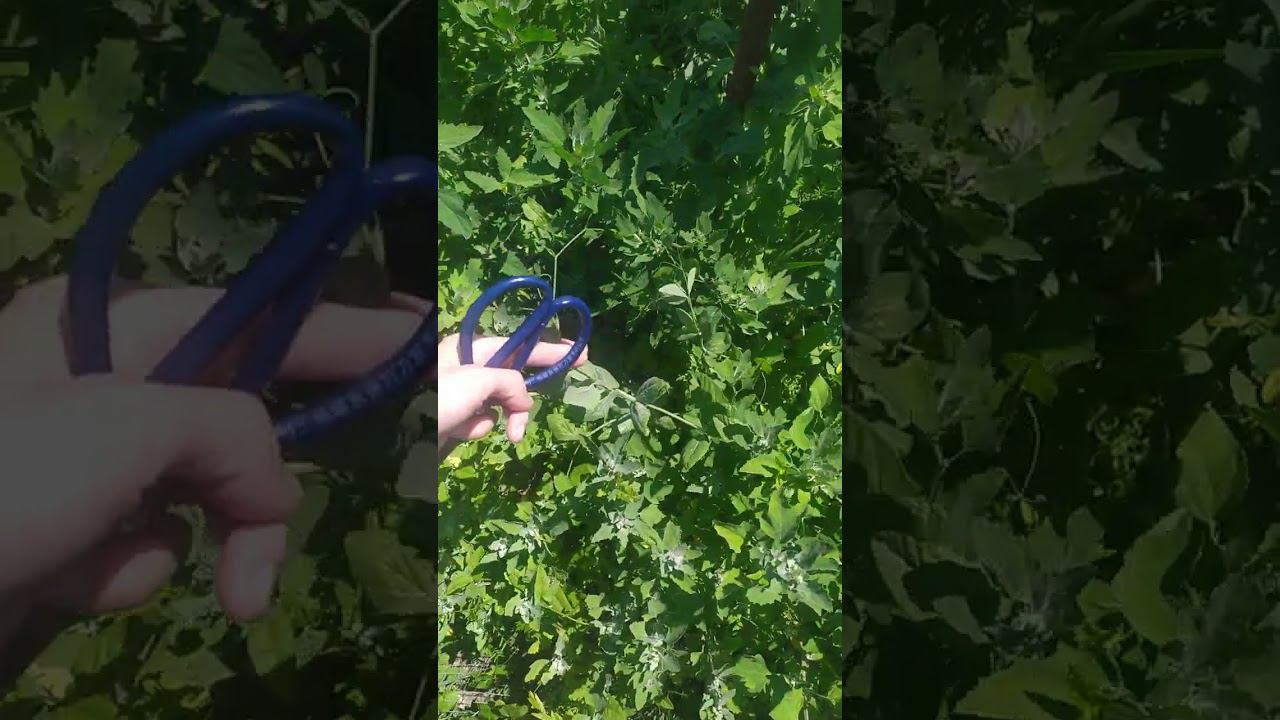 Биогидрис защитил #огород от #заморозков и засухи. Без поливов и прополки, без укрытий.