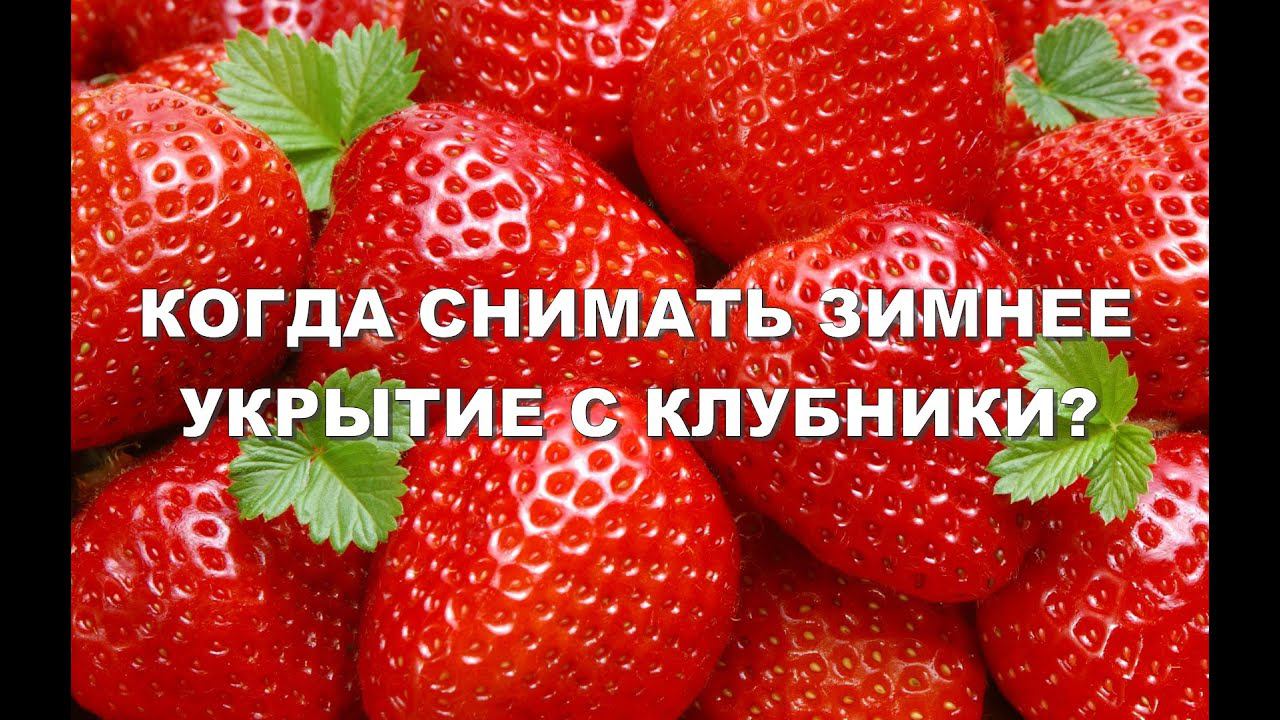 КОГДА СНИМАТЬ ЗИМНЕЕ УКРЫТИЕ С КЛУБНИКИ?
