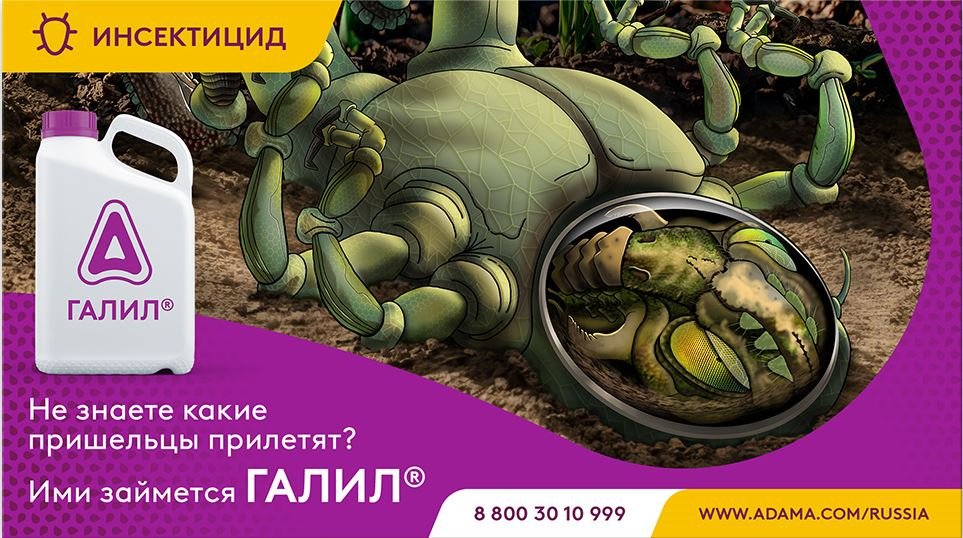 Эффективность инсектицида Галил® против клопа вредная черепашка на зерновых