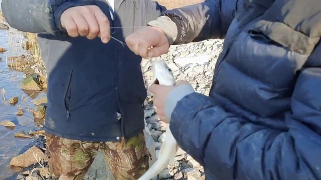 рыбалка на сига резинкой.avi