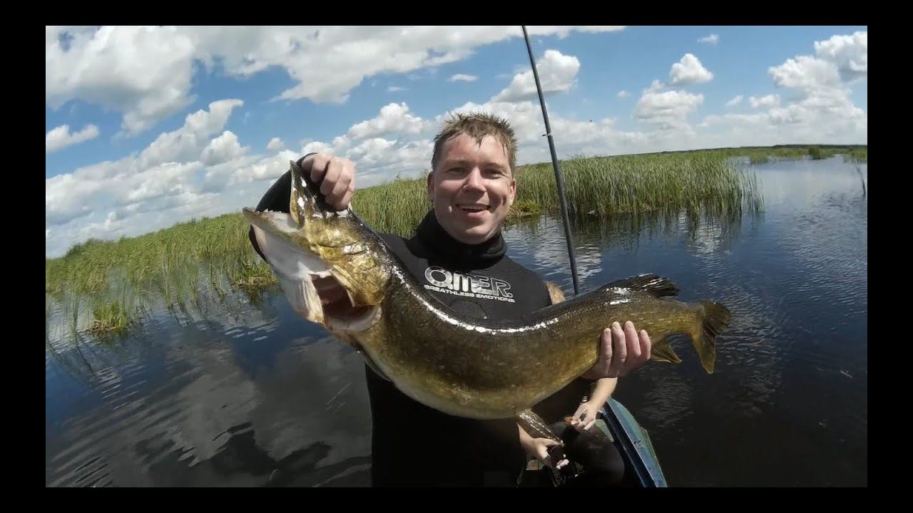 Подводная охота 2016 "На леща, Трофейная щука, Окунь- альбинос" " Trophy pike, Perch quests"