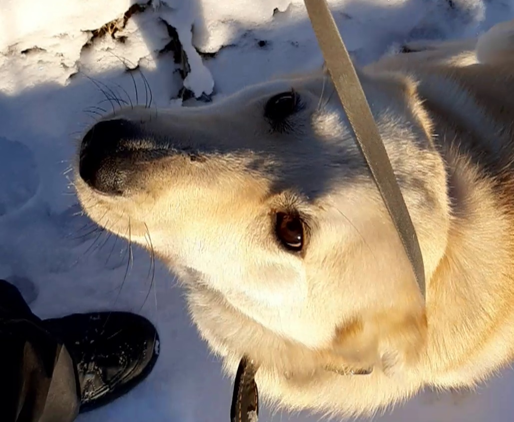Беляш на прогулках, нарезка.