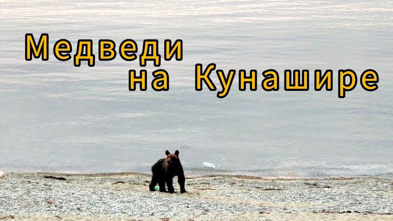 КУНАШИР. Медведь пришёл к стоянке у мыса Столбчатый.
