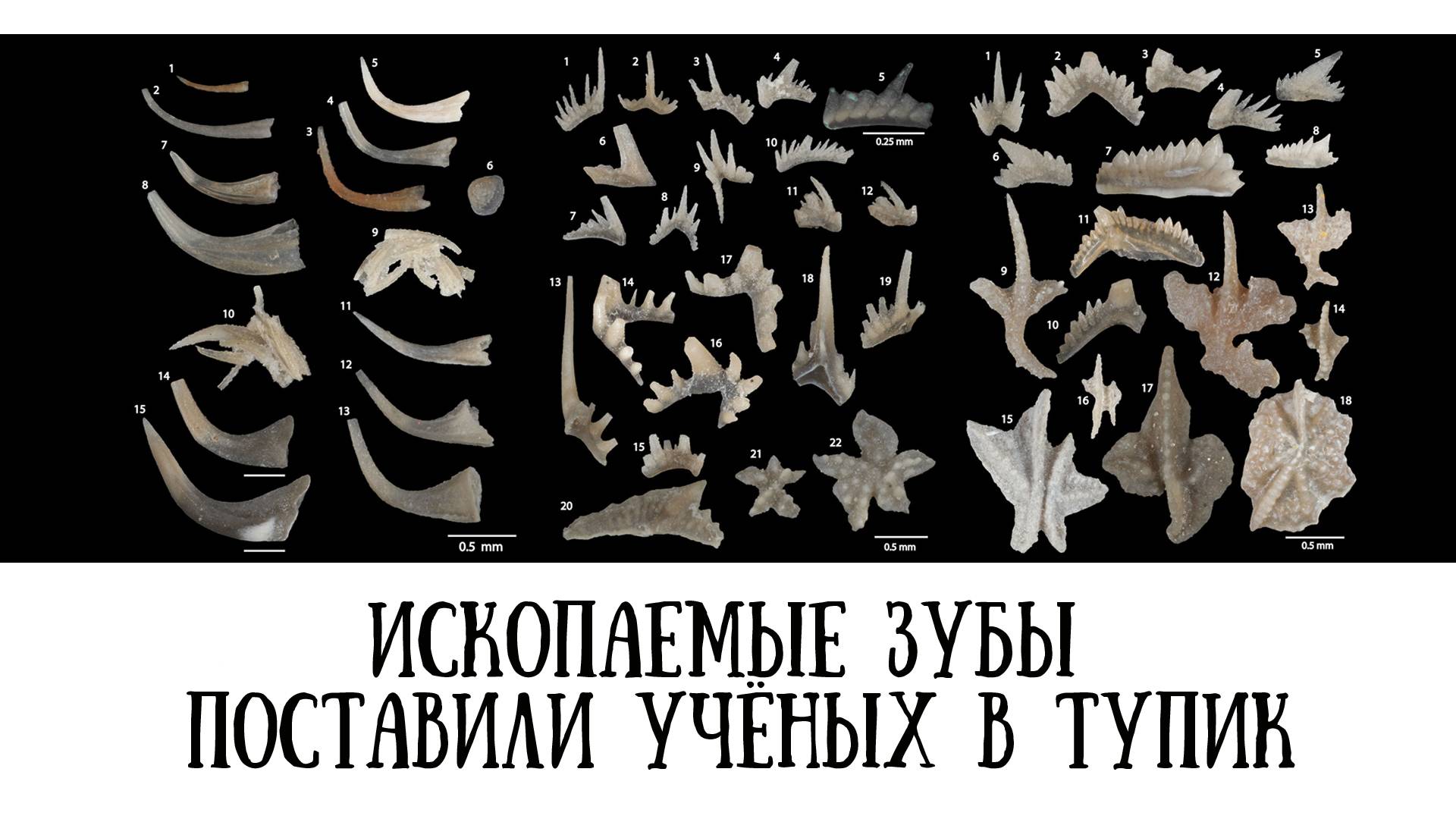 Зубы, которые поставили учёных в тупик