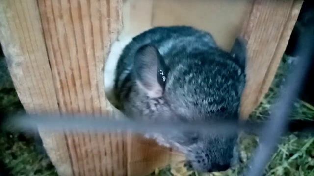 Шиншилленок учится купаться в песке. Родители не вмещаются в купалку.