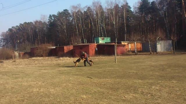 немецкая овчарка работа в паре