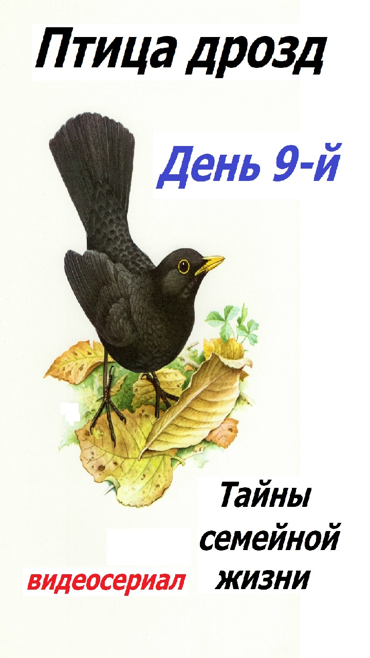 Птица дрозд. Тайны семейной жизни. День девятый
