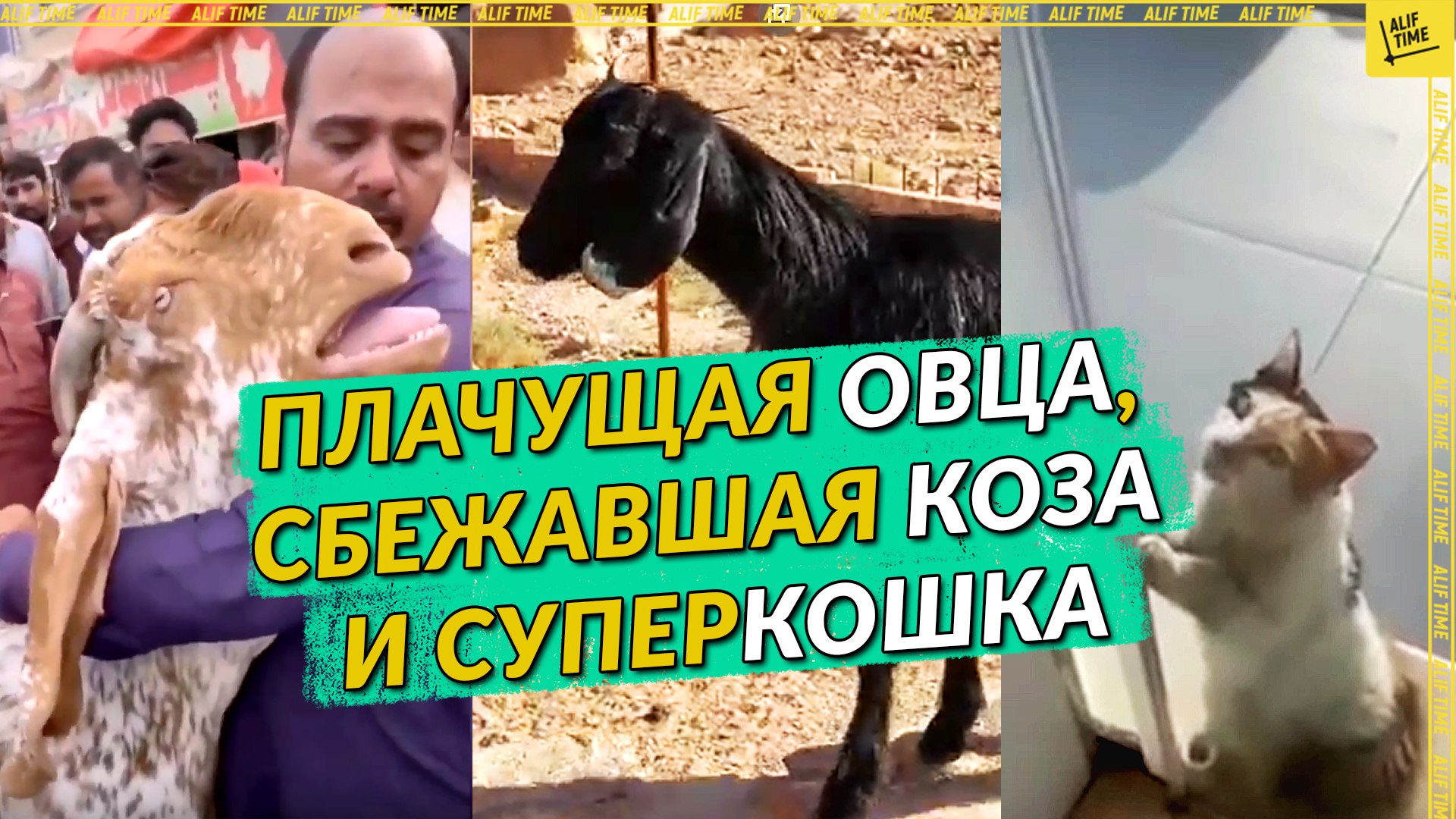 Плачущая овца, сбежавшая коза и суперкошка прячущаяся от жары