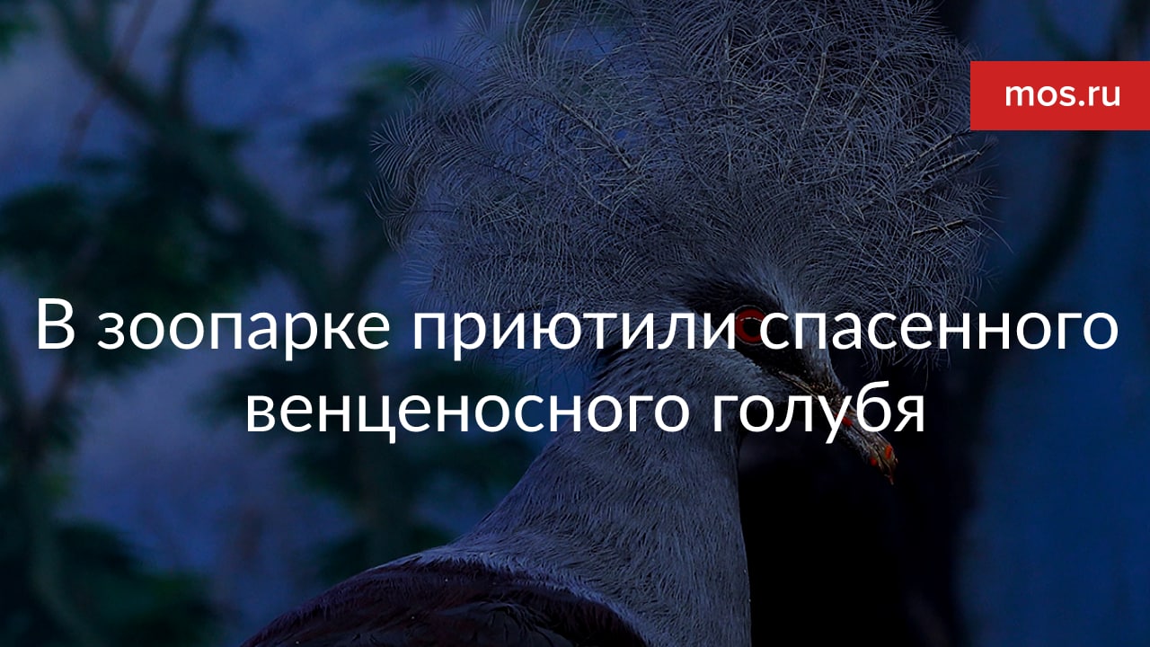 Венценосный голубь в Московском зоопарке
