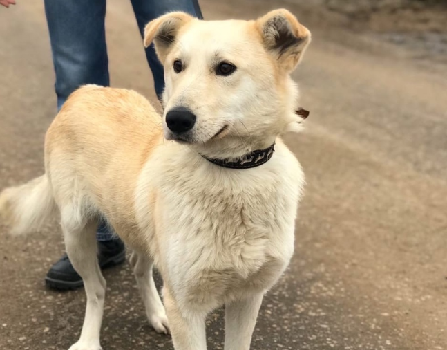 Откормили нашего Беляша