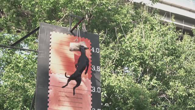 Соревнования Pitbull Show "DOGWILLE" г. Москва. Спорт для собак