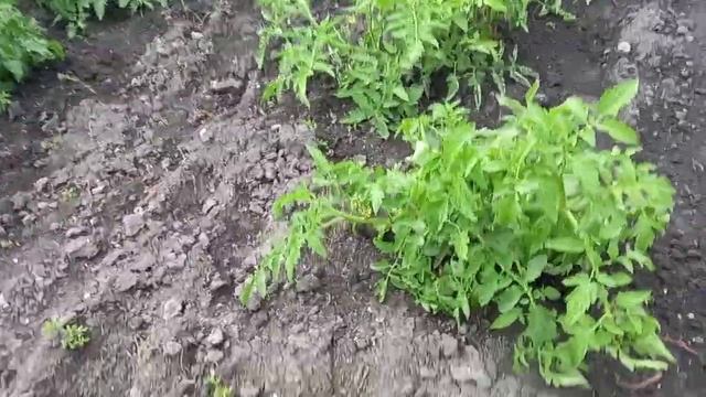 Перец набрал силу.