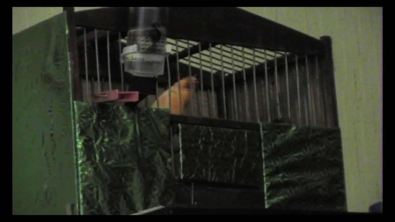 кенор муаровый