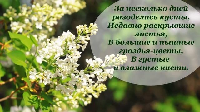 Поэтическая среда Маршак Счастье.mp4