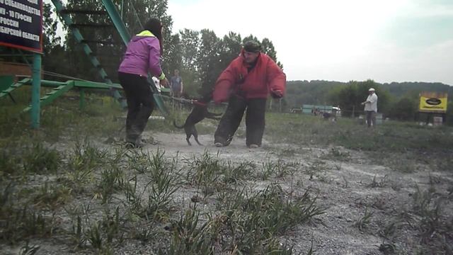 ЗКС стаффордширский бультерьер