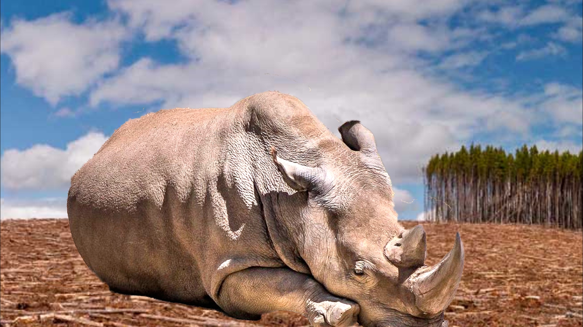 Массовое вымирание животных, под угрозой исчезновения 40000.mp4
