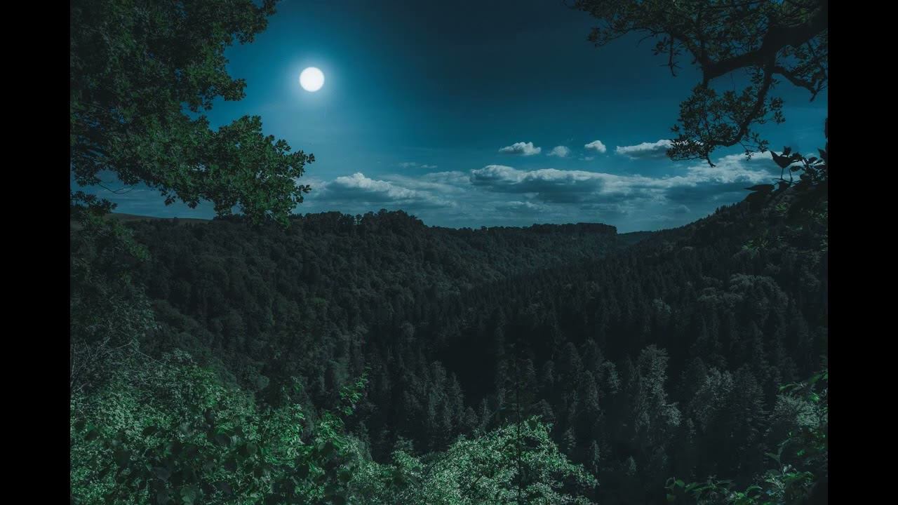 Реальные звуки и жизнь леса для медитации и сна.