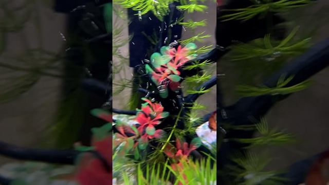 Пара аквариумных бойцовых рыбок