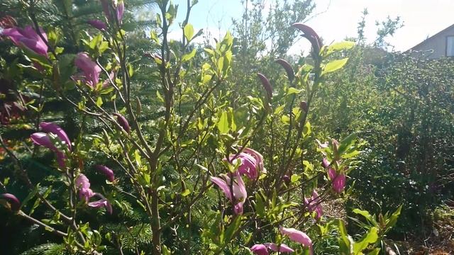 Предупреждающие сирены, Дания - надо искать место защиты