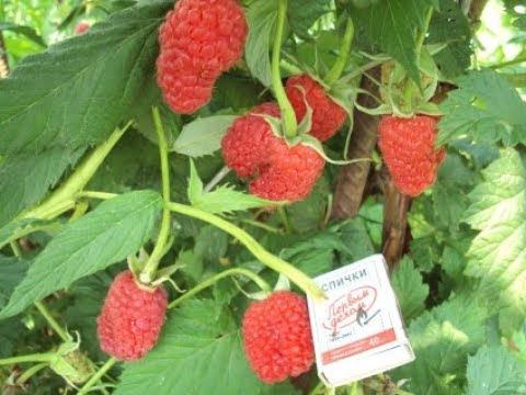 Малина Маросейка и Жёлтый Гигант, крупноплодная малина