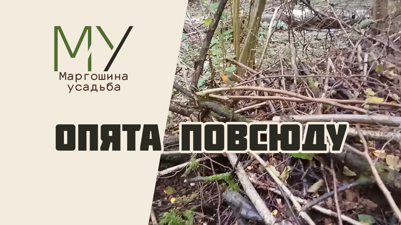 Опята повсюду. Встретили красивую птичку