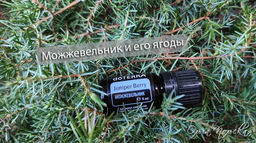 Лесные можжевельники на даче. Ягоды можжевельника | Vlog дача как есть. Хроника.
Октябрь 2022