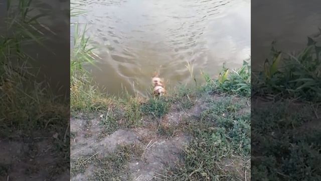 Апорт утки из воды  Открытая подача  Эпаньоль Бретон.mp4