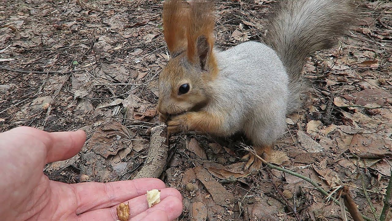 Белочка (26.03.2023)