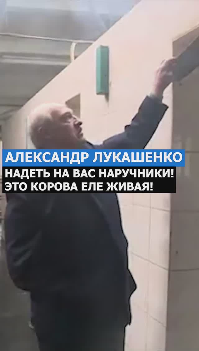 Лукашенко - Это Корова Еле Живая! Строго и По Факту! #беларусь #русский #нация #картошка