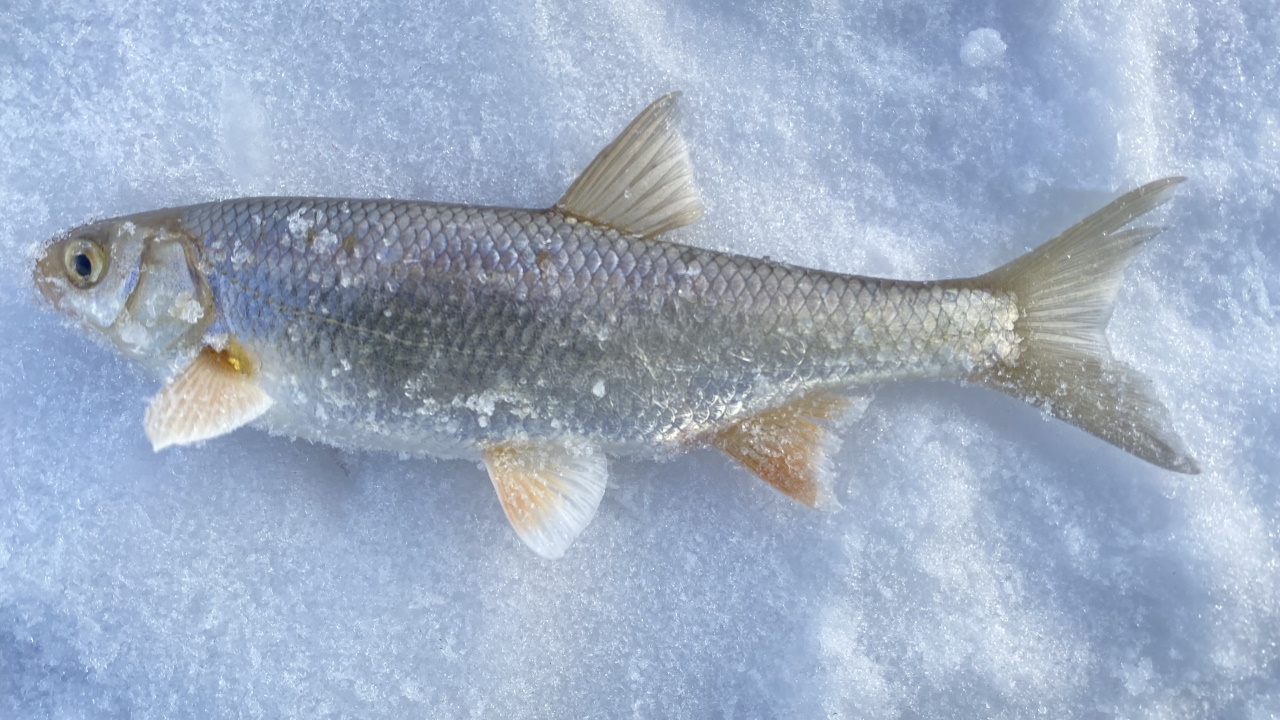 ЛОВЛЯ НА МОРМЫШКУ ЗИМОЙ ТРЕНИРОВКА.mp4