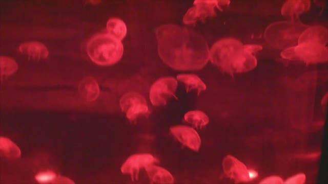 ГонКонг, Океанариум.