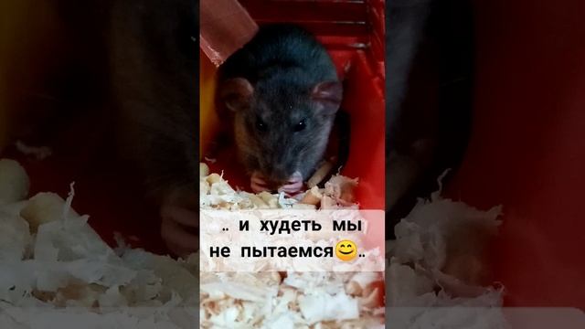 Ох, мы неправильно питаемся