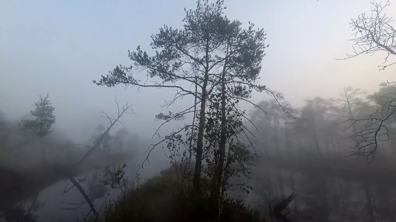 Вечерка на торфяных чеках. Утренняя охота на утку по болотам с подхода в Подмосковье.
