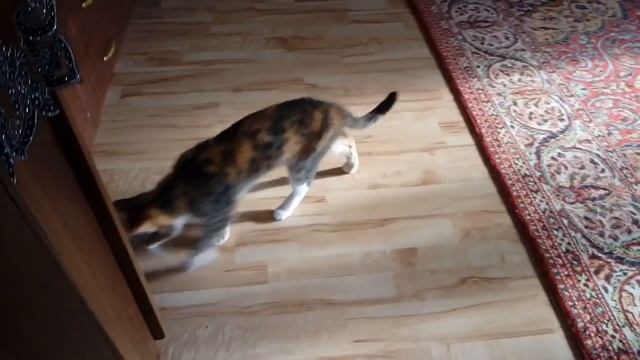 Тапулинка 2020 Кидай нормально мячик.mp4