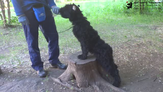 Физкультура для собаки: дворовые тренажеры. Шигаев Роман и ризеншнауцер Куба. Тольятти, 20 июня 2019