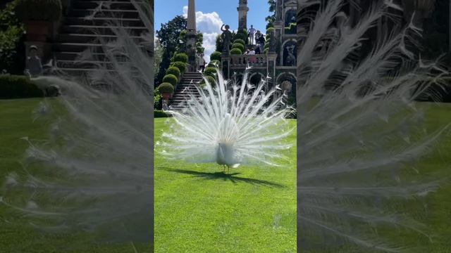 Белый красавец павлин в саду дворца Борромео!