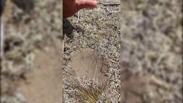 Муравьиный лев