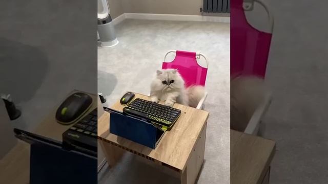 Первый день на работе