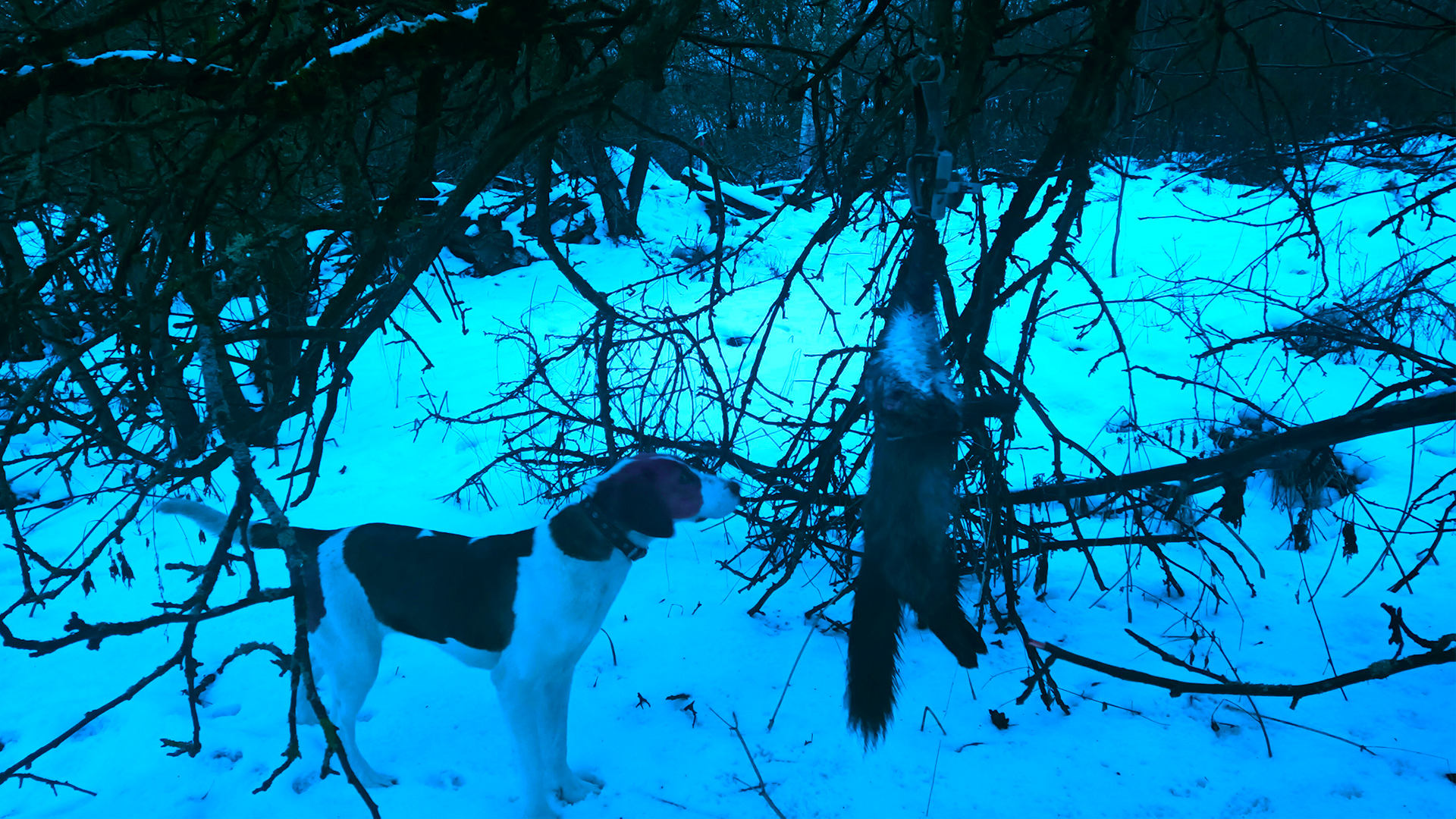 ОХОТА НА КАМЕННУЮ КУНИЦУ