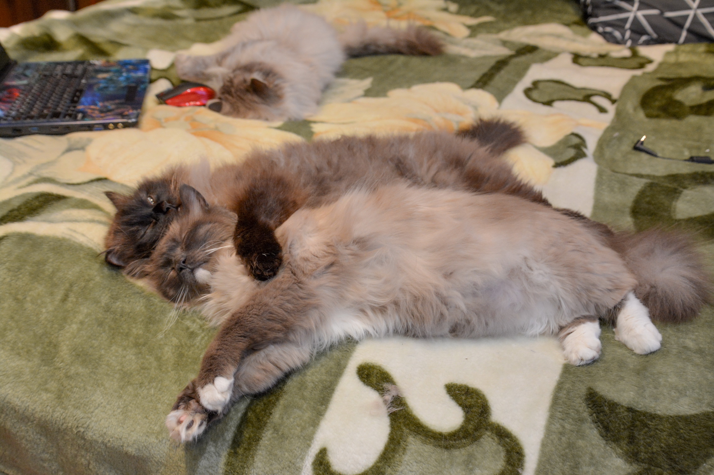 Лежбище усталых котиков