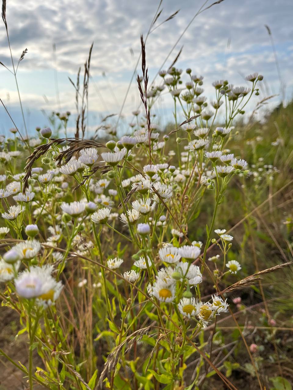 День рождения в дачном доме.
