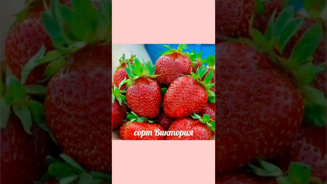 Урок 3. Что за ягода Виктория? Виктория это не клубника!