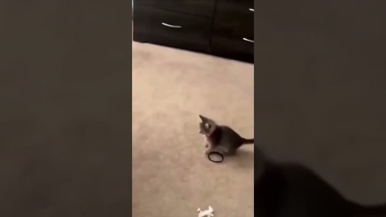 Смешные животные/  Я Хищнег #shorts #животные #кошки #собаки  #животные