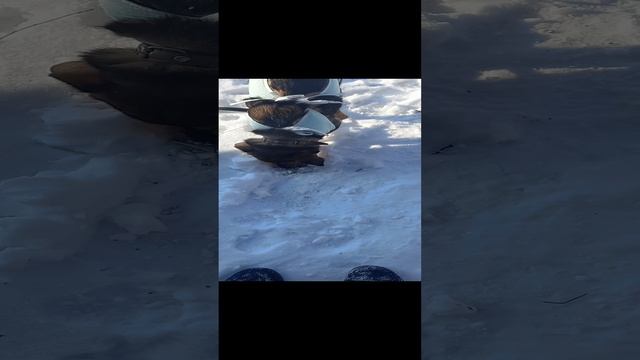 ❗ПРОФИ НАШЛА ВКУСНУЮ ТРАВКУ?