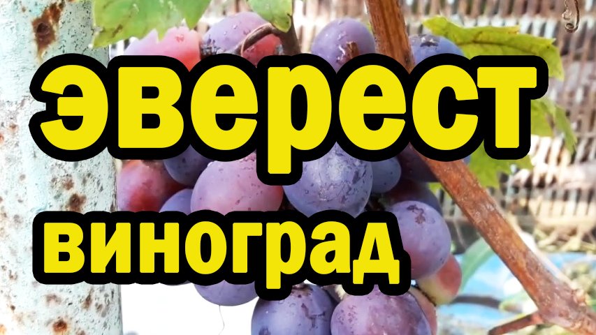Эверест - очень крупный новый сорт винограда