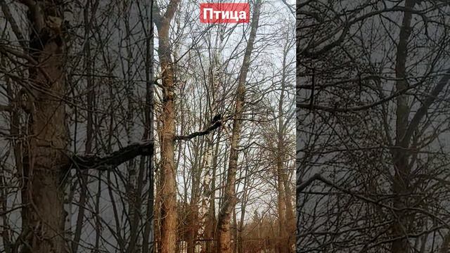 Птица. Александра Миркушова