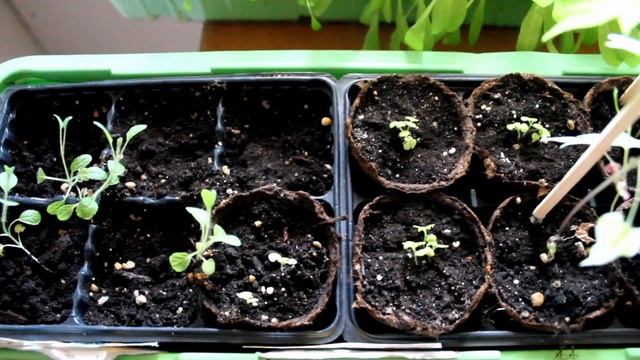 Моя рассада 8 мая 2022 года