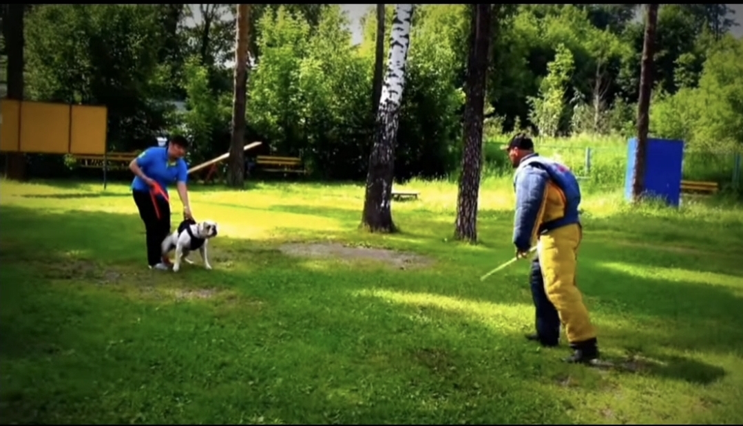 Ам.бульдог на занятиях по защите хозяина